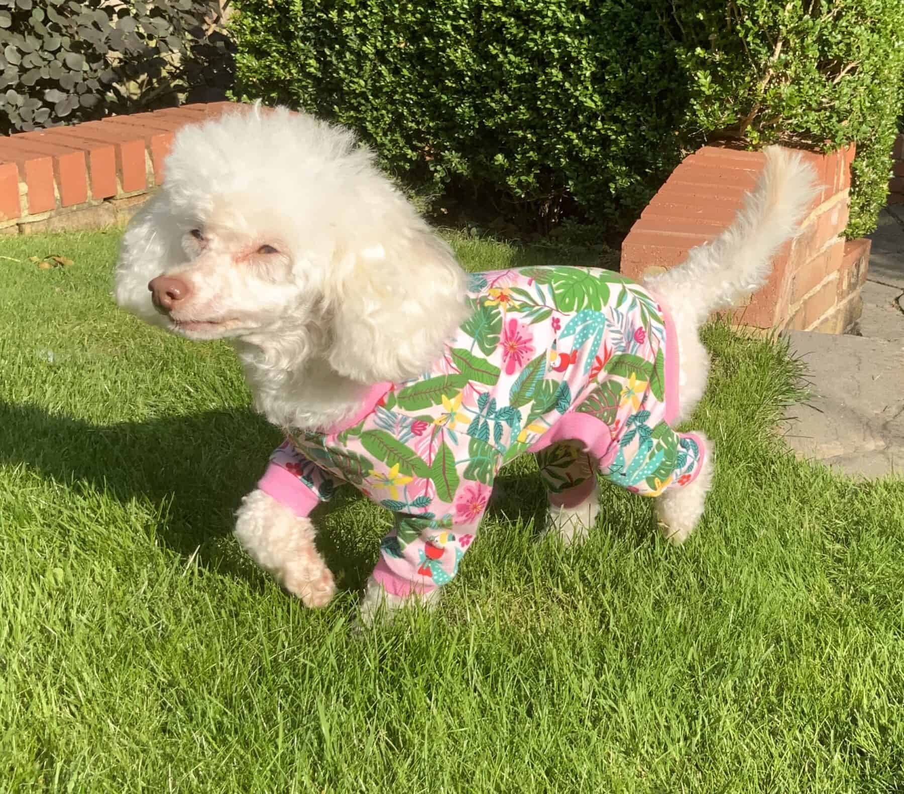Bella Pyjamas for Dogs PDF Sewing Pattern - The Tailoress