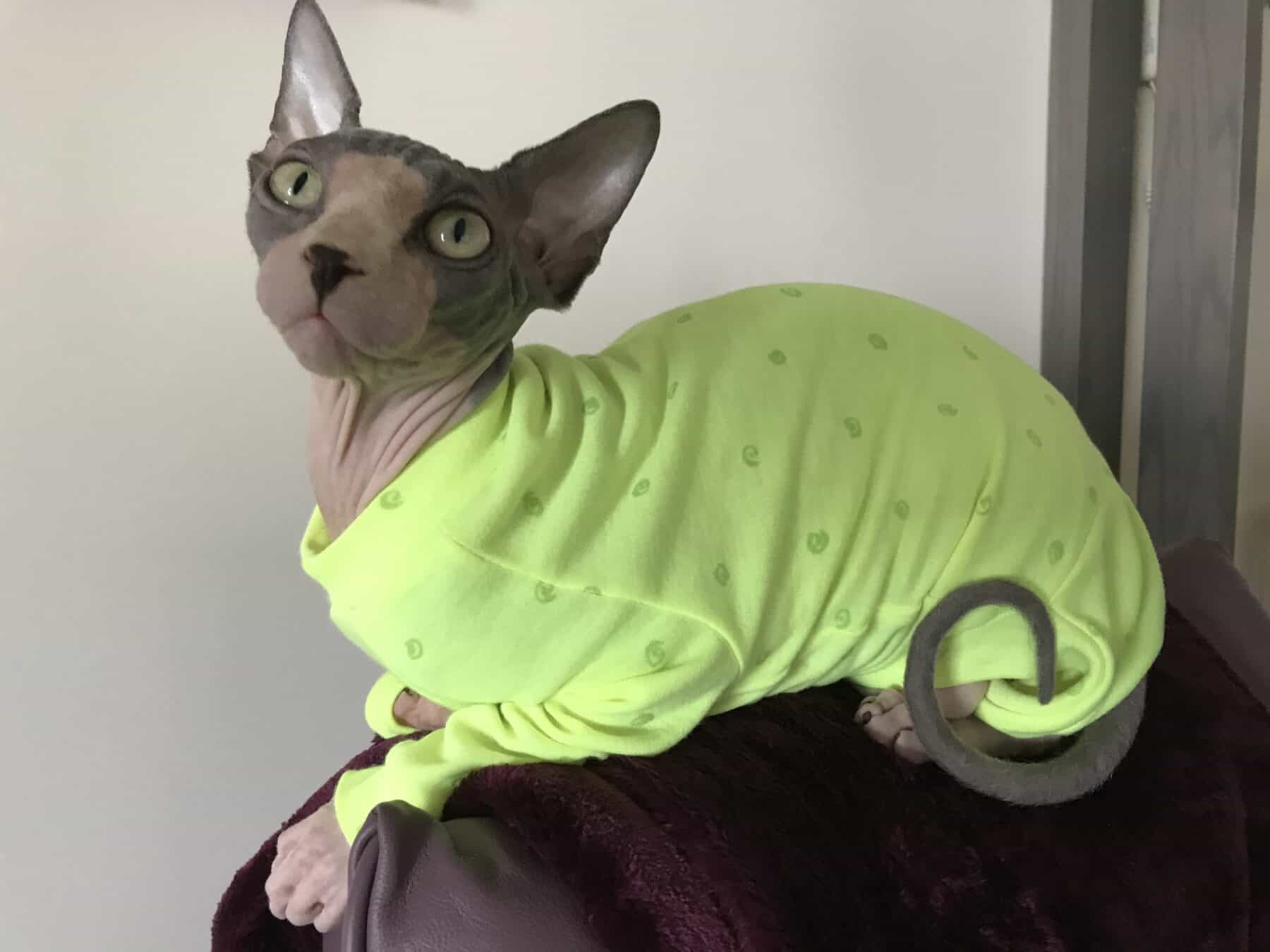 50 Sizes Sphynx Cat Pyjama Pattern - Cleopatra Pyjamas Four Legged for ...