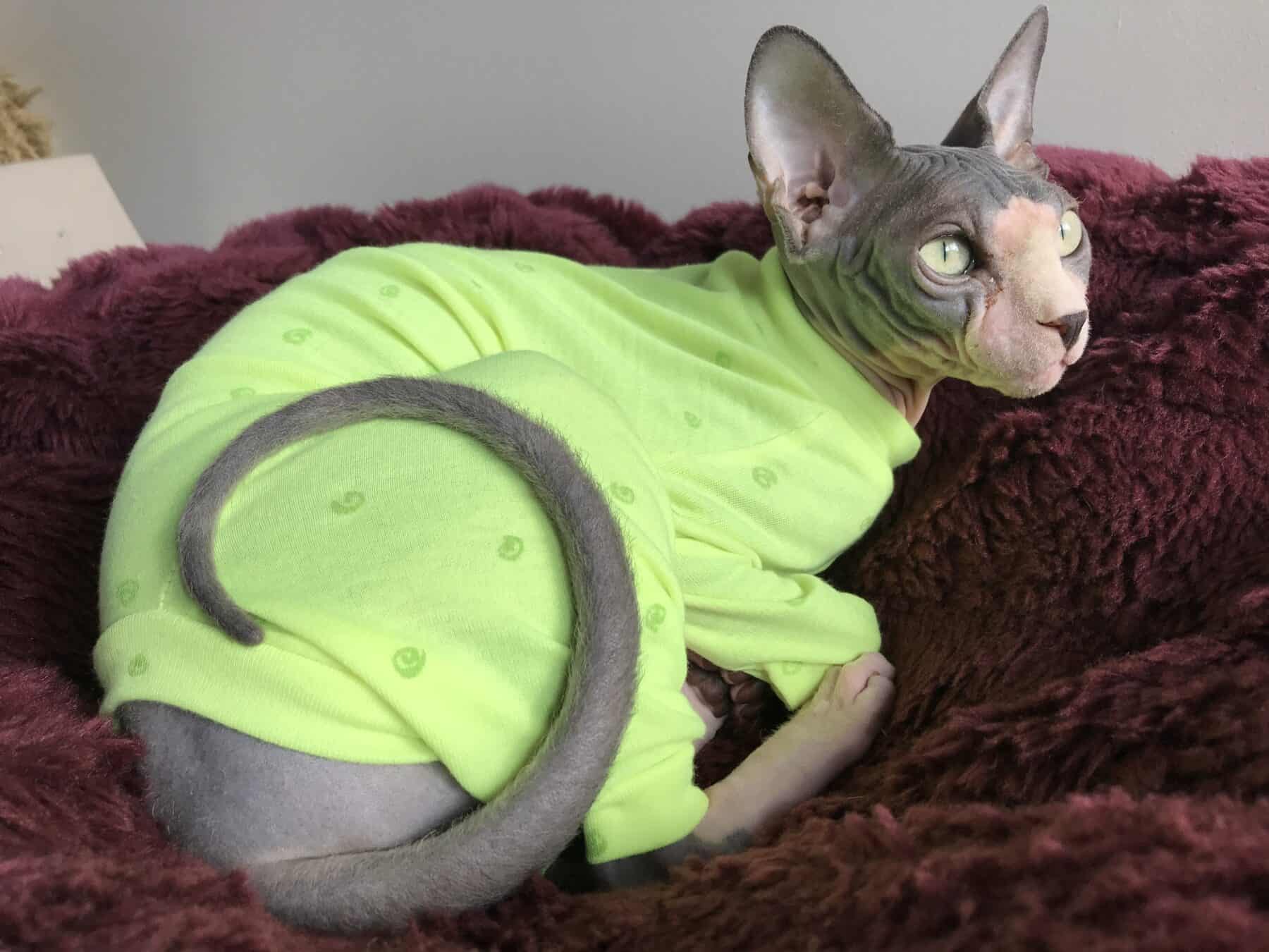 50 Sizes Sphynx Cat Pyjama Pattern - Cleopatra Pyjamas Four Legged for ...