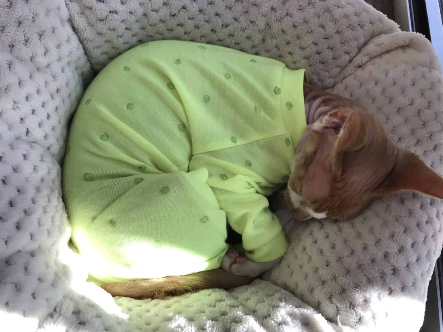 50 Sizes Sphynx Cat Pyjama Pattern - Cleopatra Pyjamas Four Legged for ...
