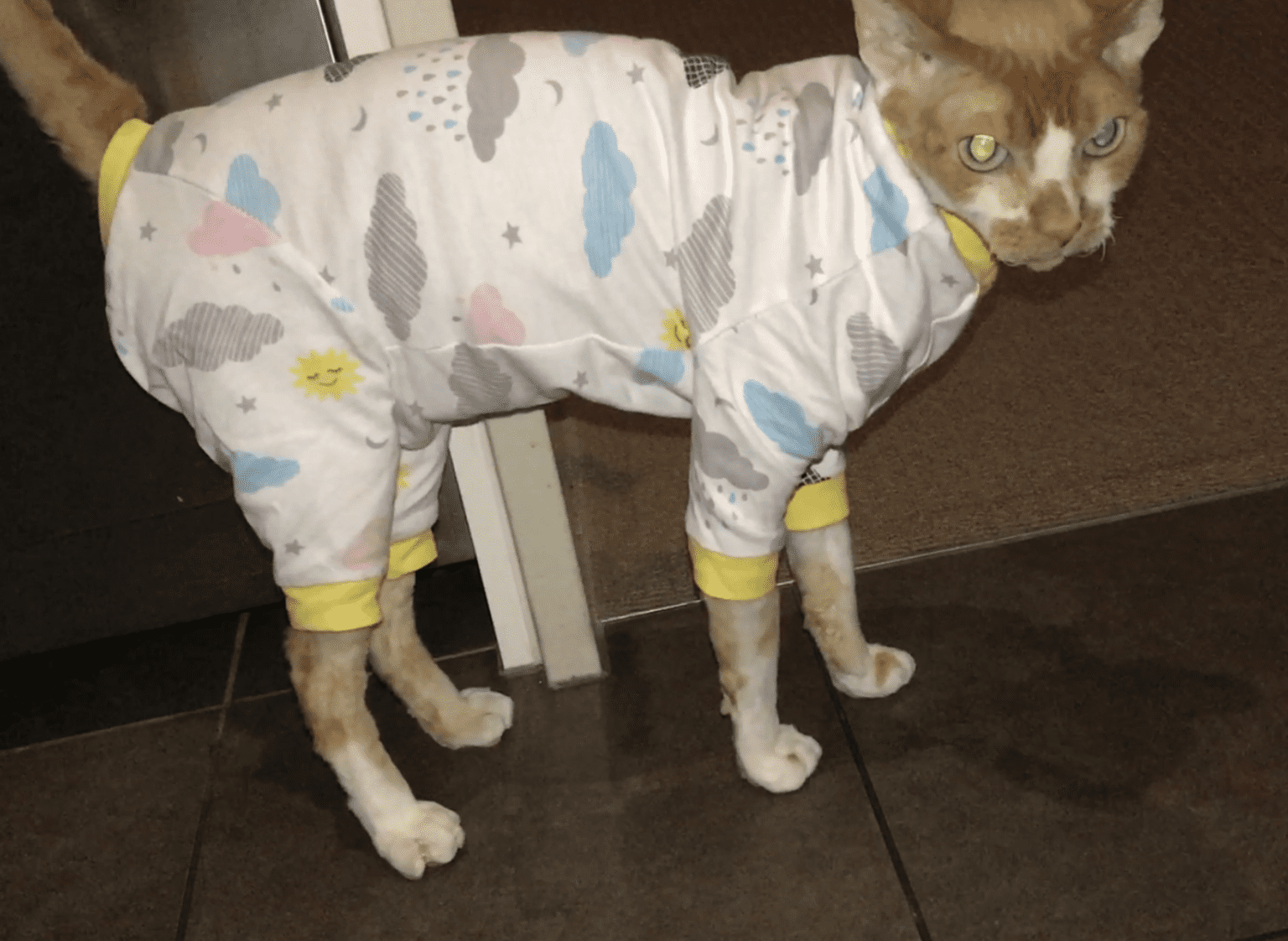 50 Sizes Sphynx Cat Pyjama Pattern - Cleopatra Pyjamas Four Legged for ...