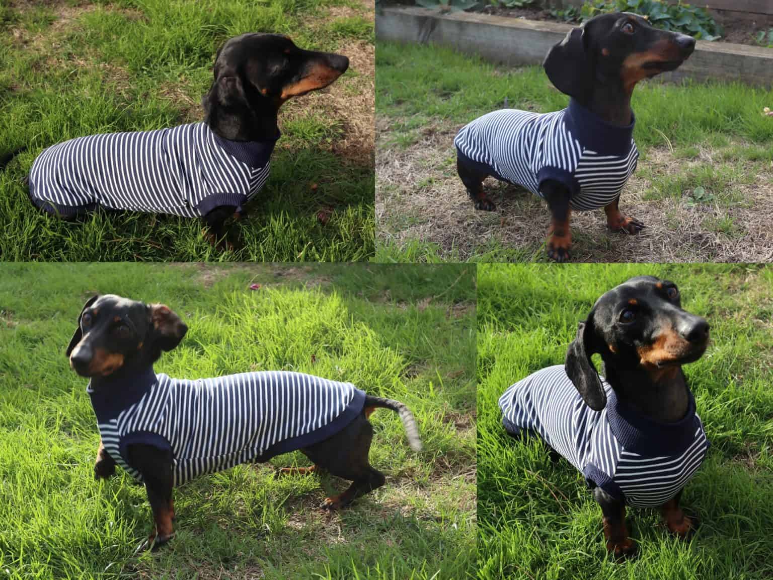 5 Sizes Dachshund Sweater Sewing Pattern - Jasra Tee - The Tailoress