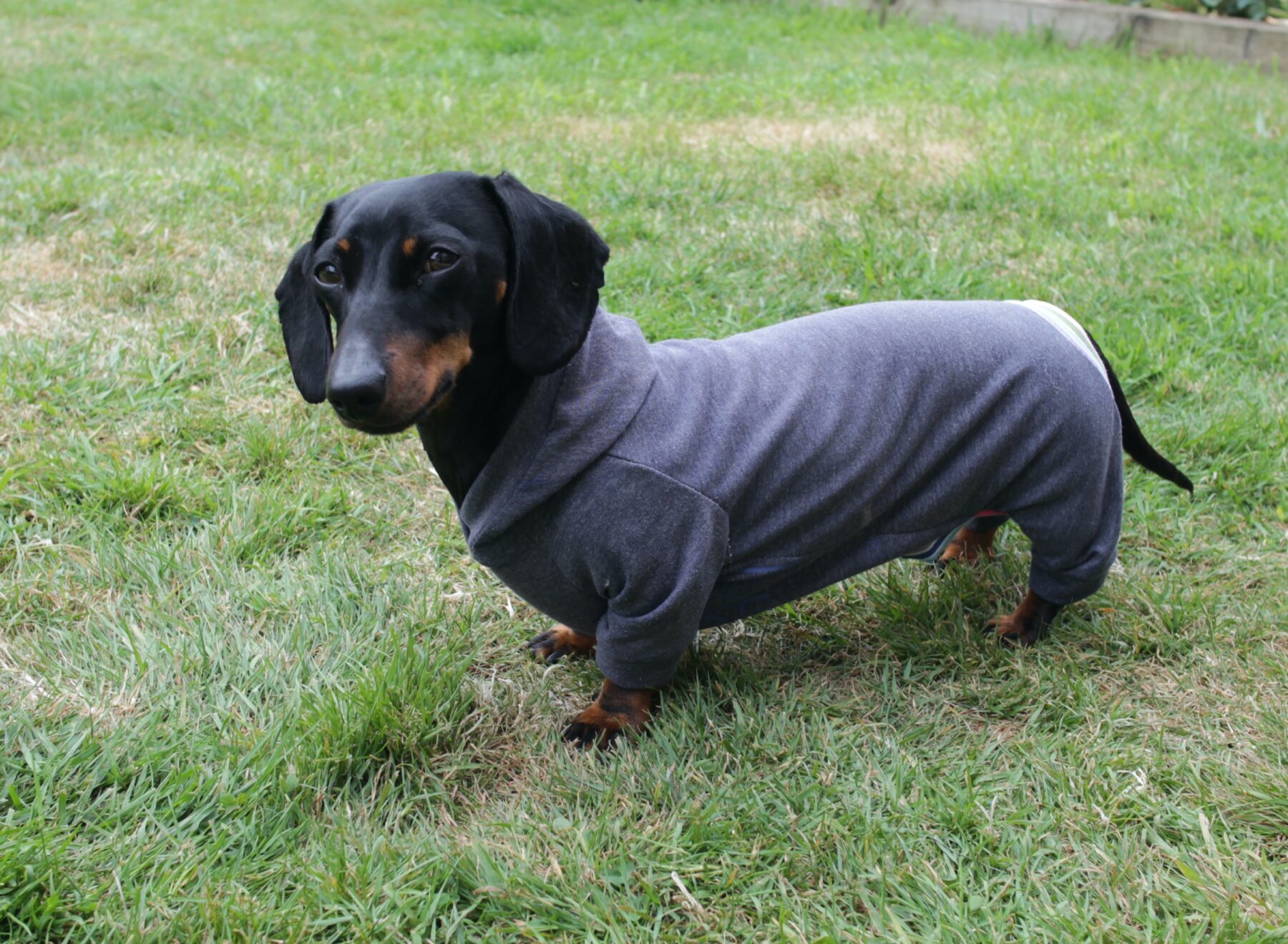5 Sizes Dachshund Clothes Sewing Pattern - Bella Pyjama - The Tailoress