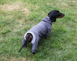 5 Sizes Dachshund Clothes Sewing Pattern - Bella Pyjama - The Tailoress